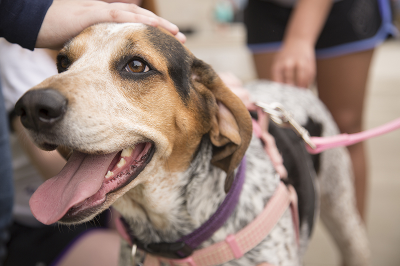 Canine wags, howls, wet kisses help reduce stress and anxiety at Dogs ...