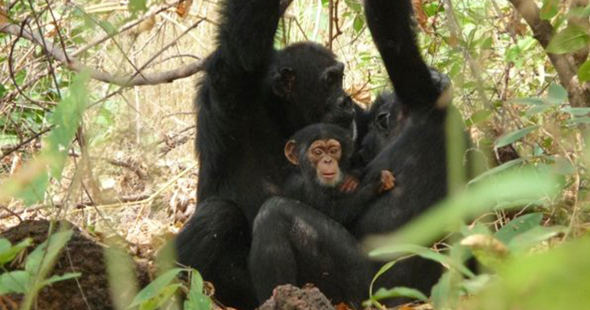Research: Nursing mother chimps head for the caves during a scorcher ...
